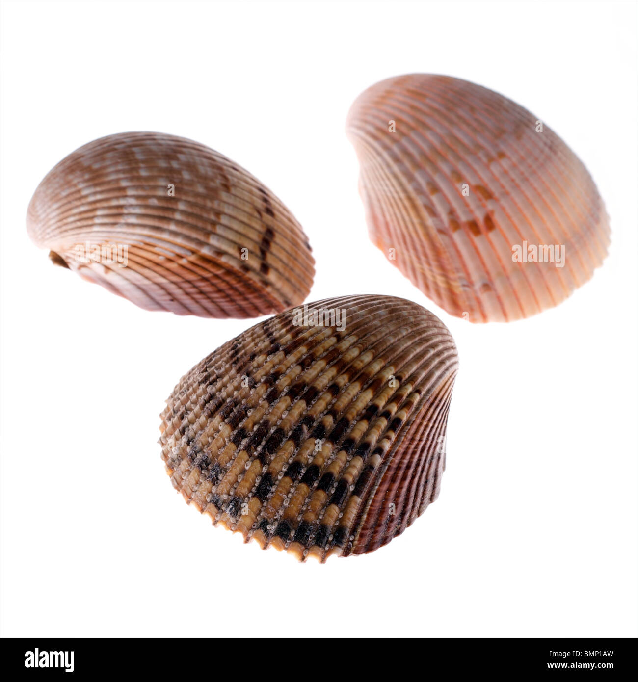 Three clam shells hi-res stock photography and images - Alamy