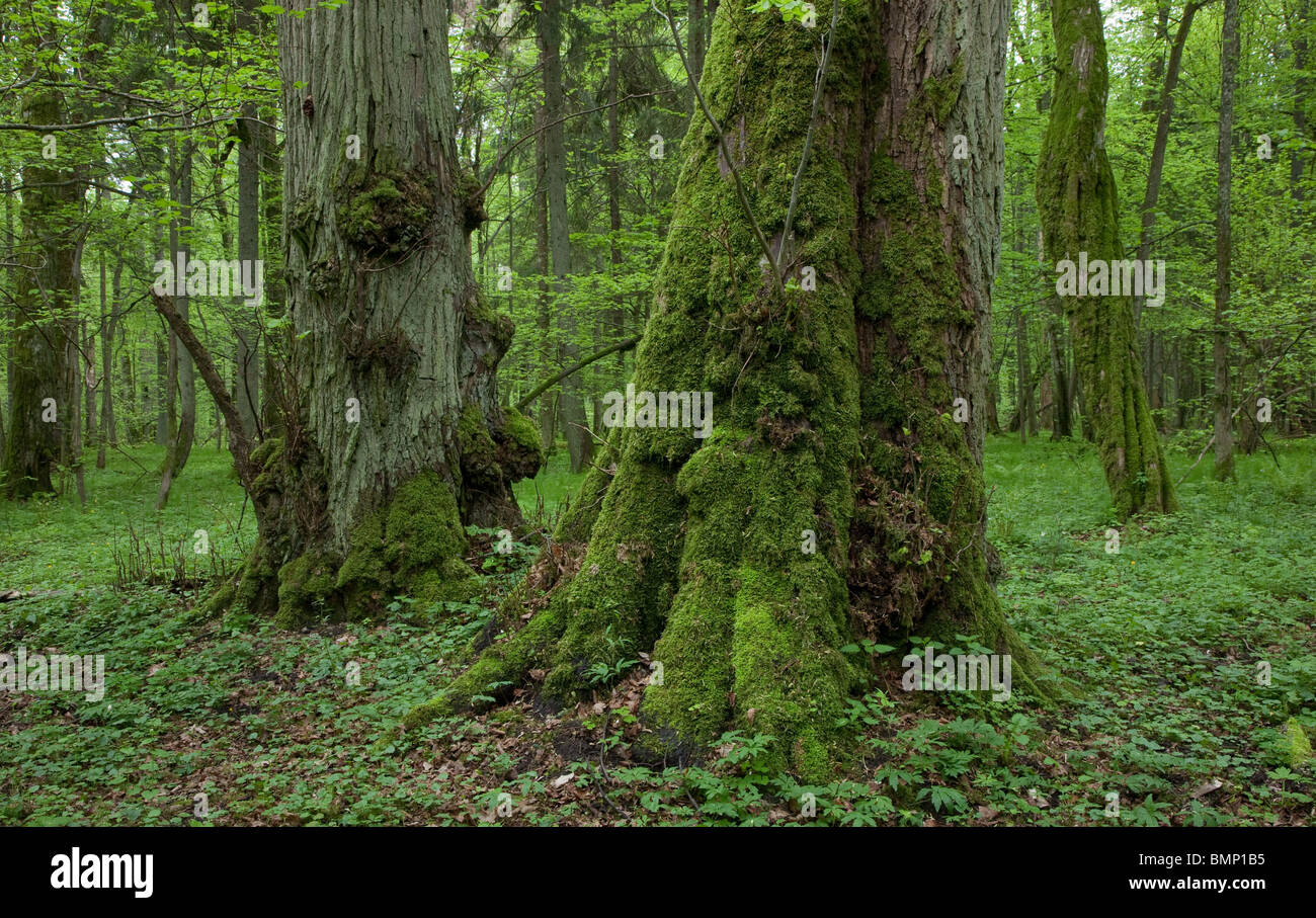 Old moss covered linden trees inside natural deciduous stand of ...