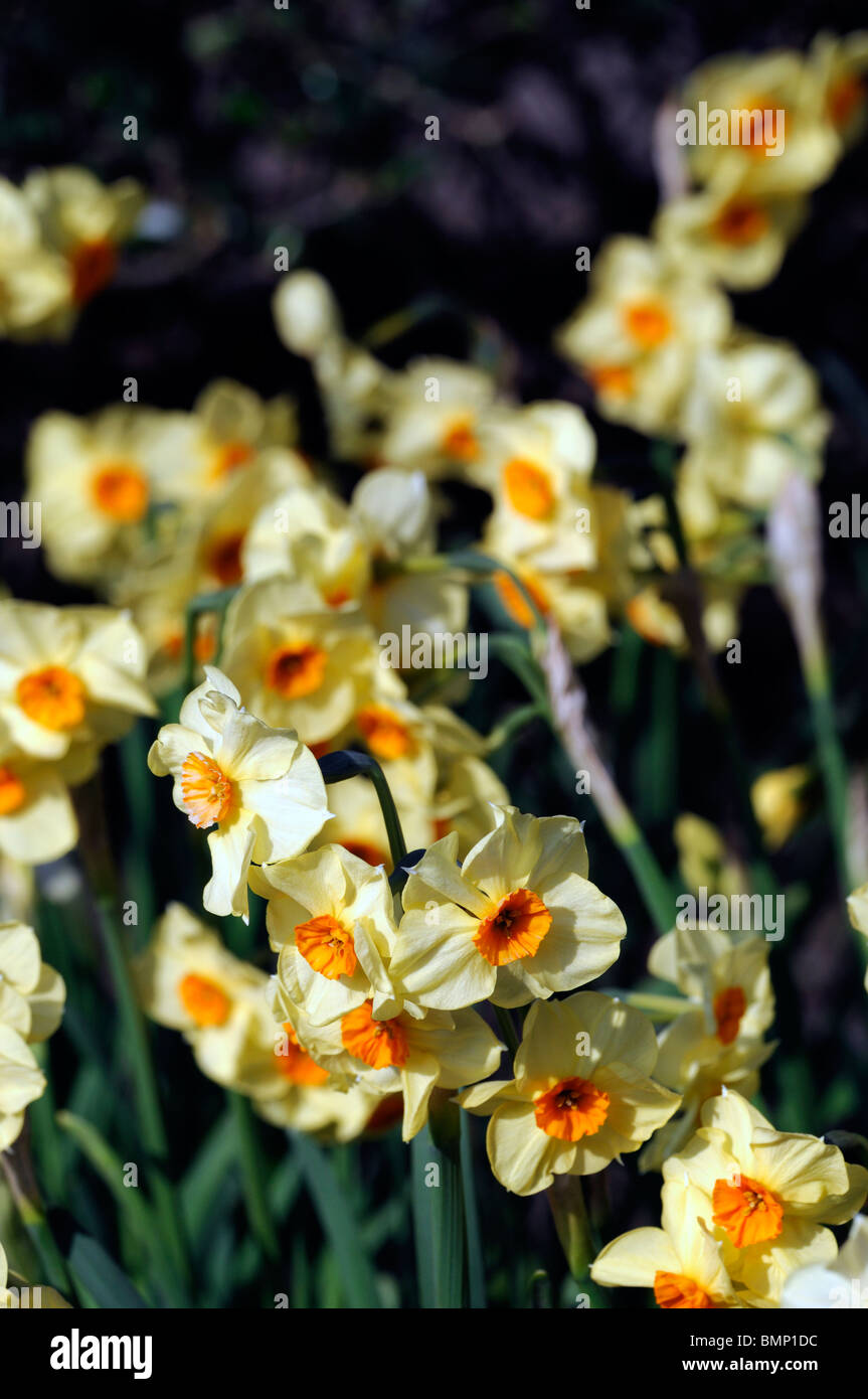 Scarlet Gem High Resolution Stock Photography and Images - Alamy