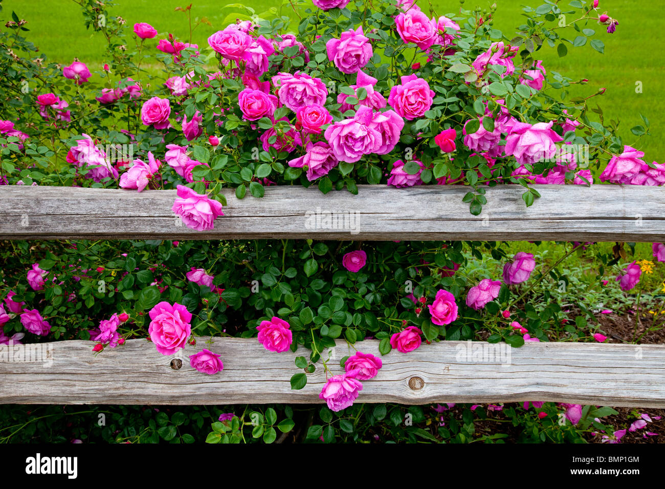 Deep pink roses and a rustic old fence at the Junction House restaurant ...