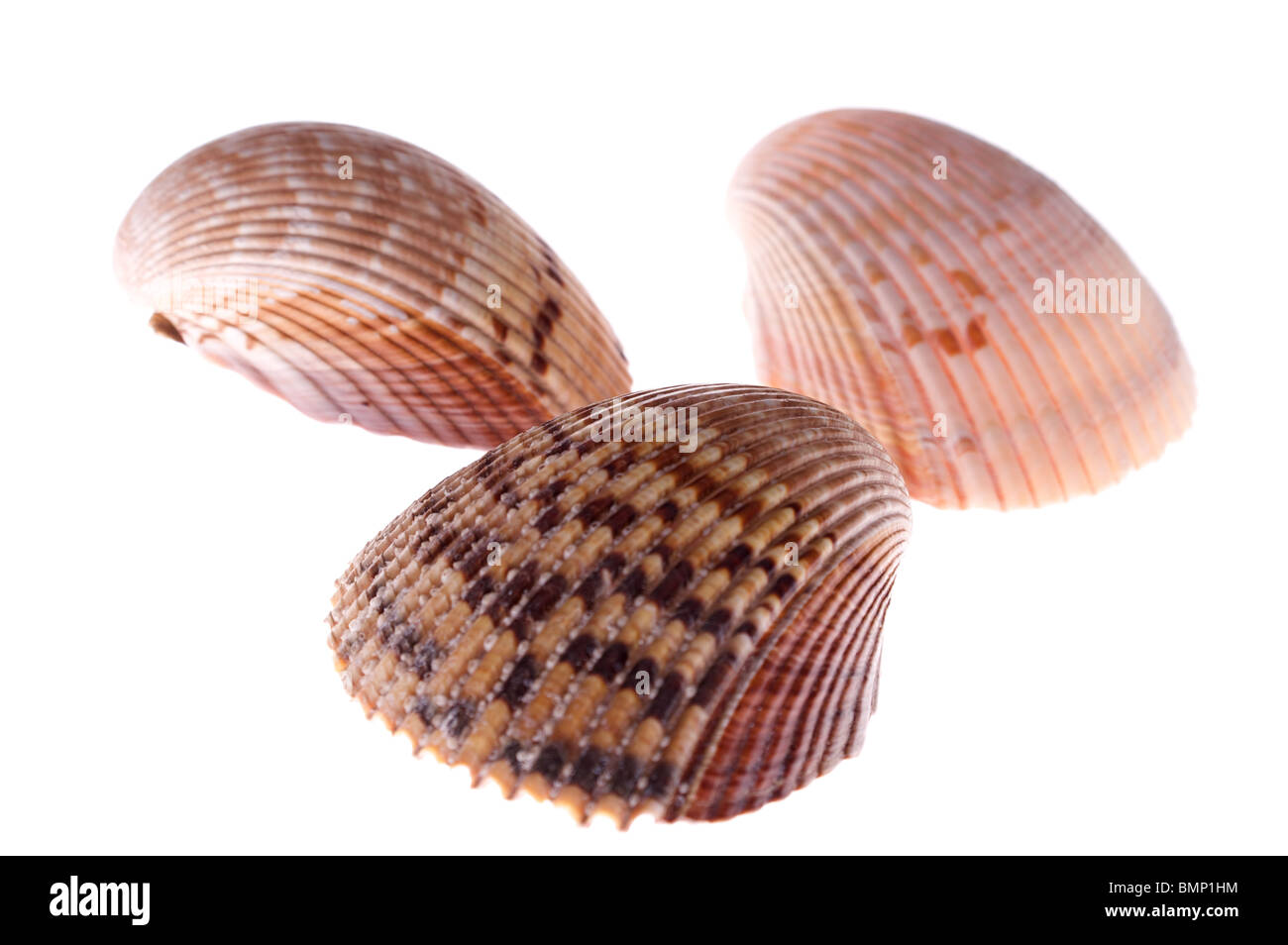 Three clam shells High Resolution Stock Photography and Images - Alamy