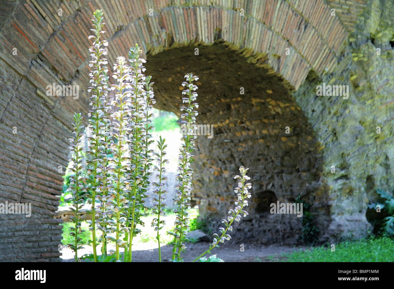 Rome, Italy; Purple Wildflowers Growing Under An Arch Stock Photo - Alamy