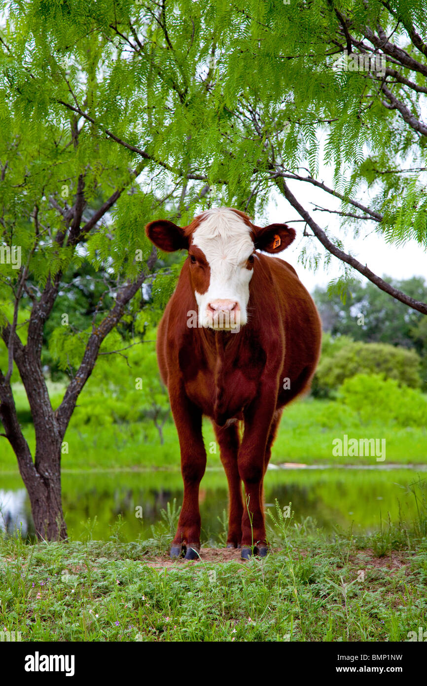 Heifer cow in the pasture in hill country near Castell, Texis, USA ...
