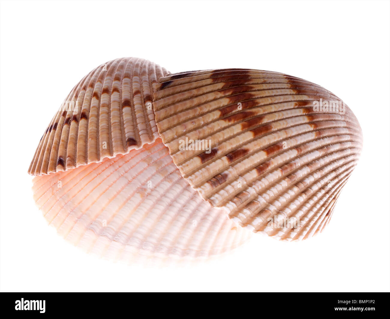 Three clam shells hi-res stock photography and images - Alamy