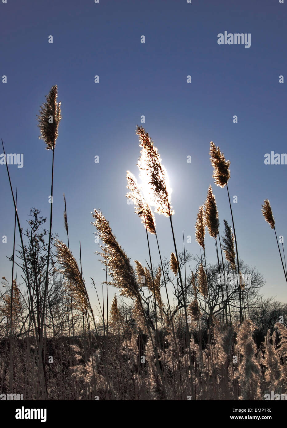 Tall grass long island ny hi-res stock photography and images - Alamy