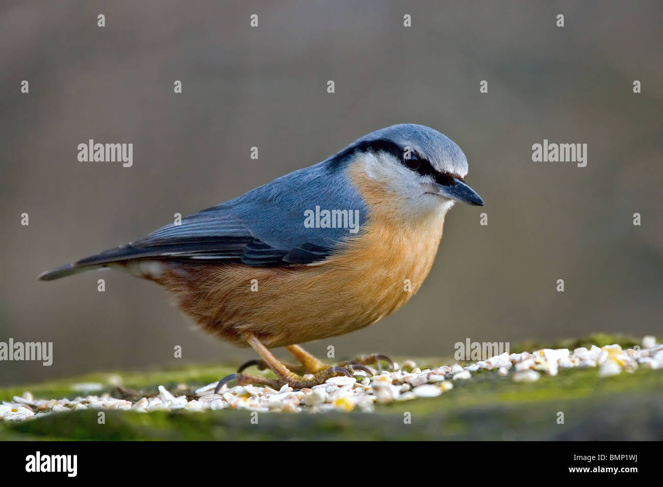 Eurasian nut hatch hi-res stock photography and images - Alamy