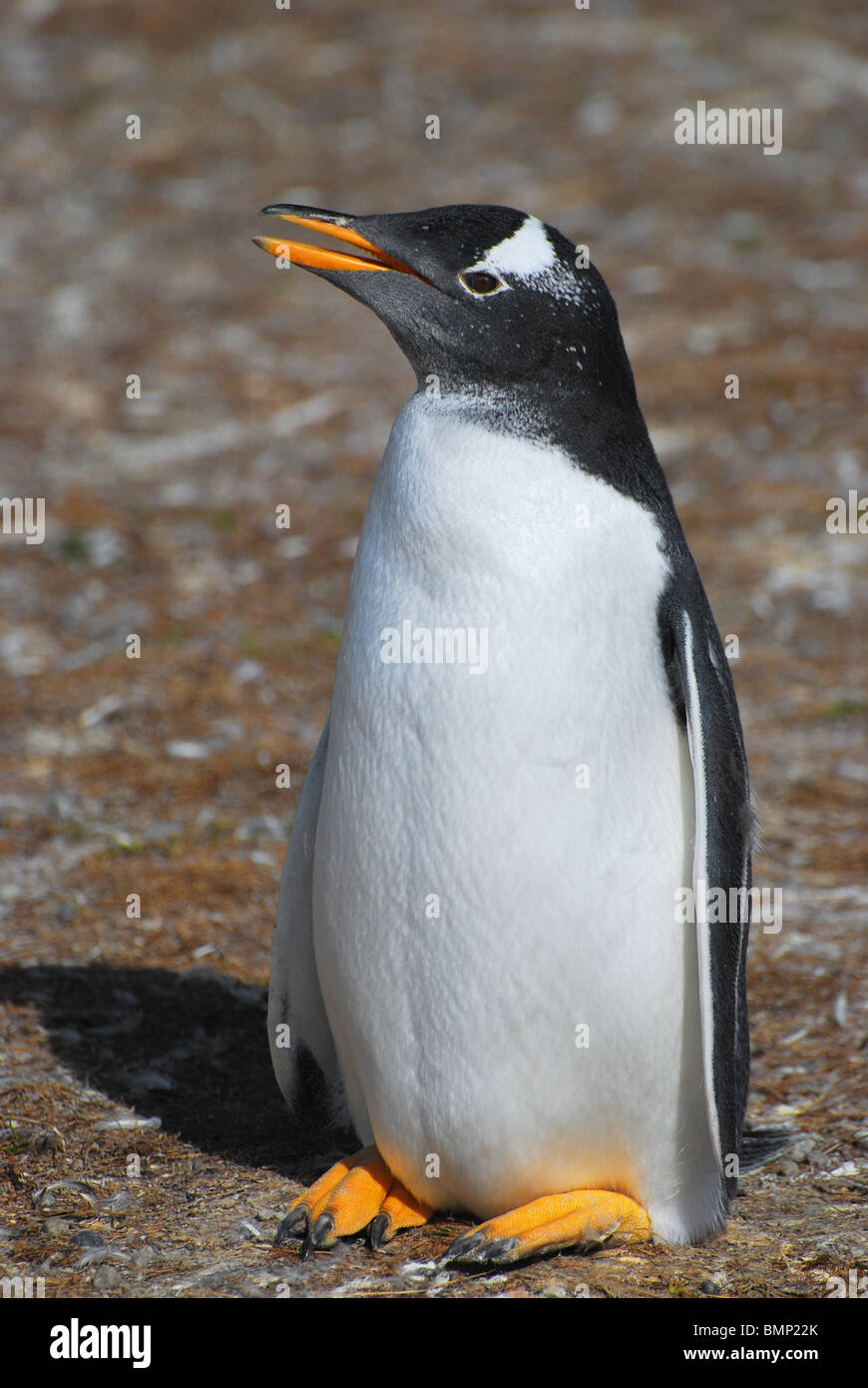 Fat penguin hi-res stock photography and images - Alamy