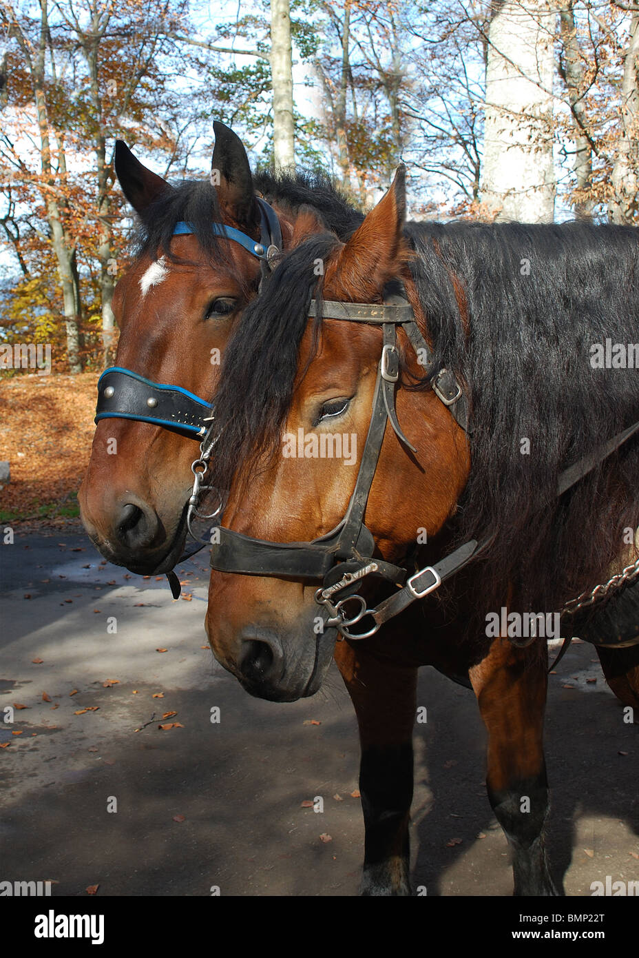 Two draft horses waiting to take tourists down the mountain at ...