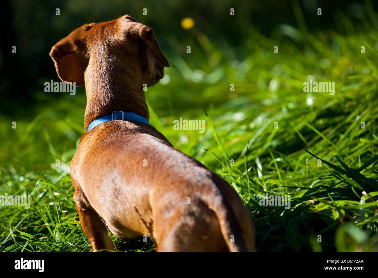 Dog from behind hi-res stock photography and images - Alamy