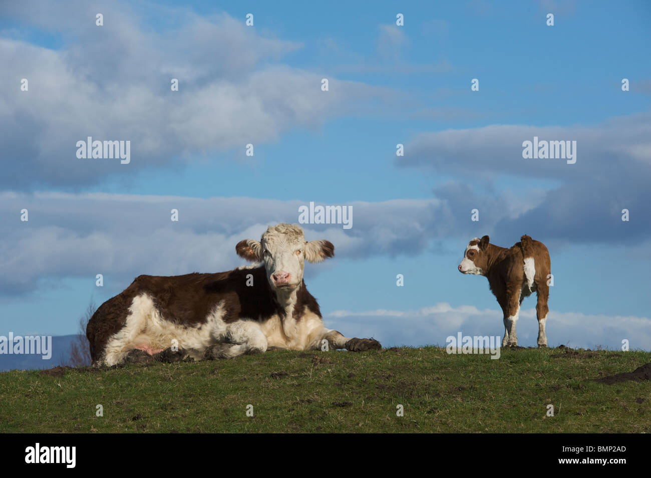A cow and her calf resting on a hilltop Stock Photo - Alamy