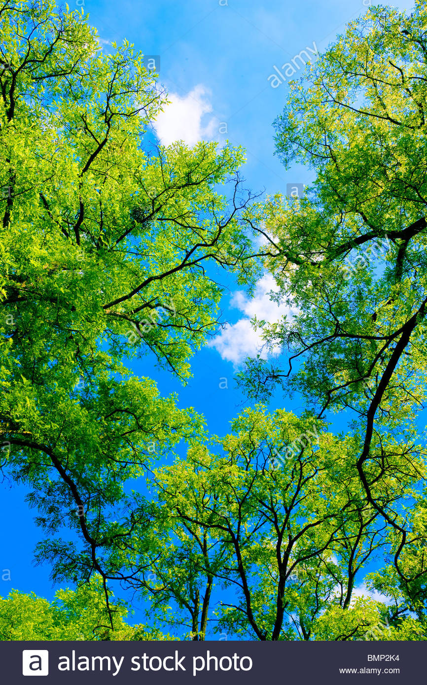 Tree Canopy Pattern Stock Photos & Tree Canopy Pattern Stock Images - Alamy