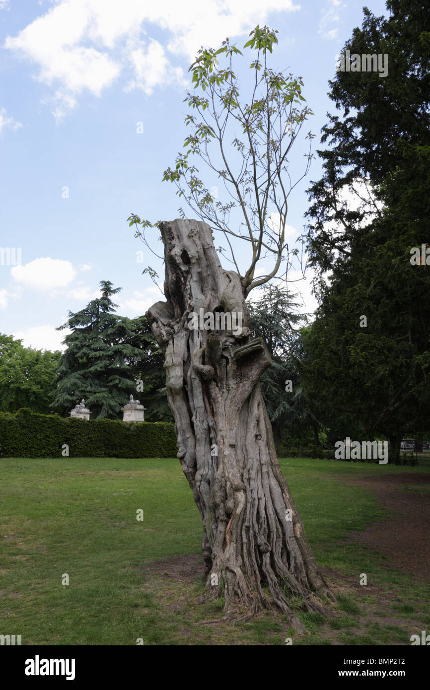 New growth from a dead tree hi-res stock photography and images - Alamy