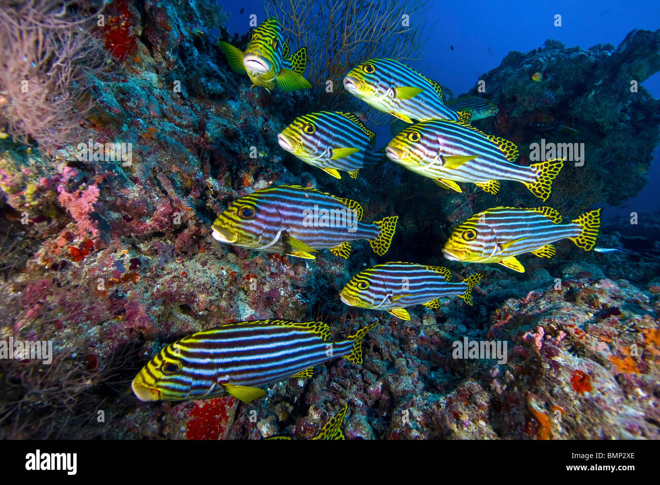 Fish identification hi-res stock photography and images - Alamy