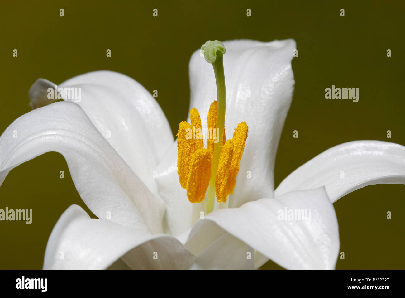 close-up of lily flower Stock Photo - Alamy