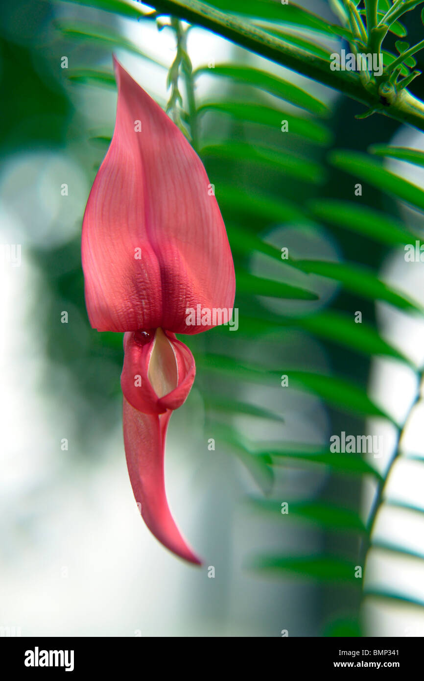 Clianthus puniceus flower, close-up Stock Photo - Alamy
