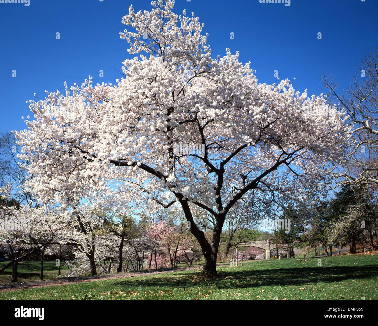Cherry Trees in Bloom, NJ Stock Photo - Alamy