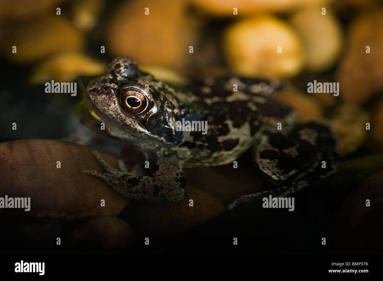 Common Frog rana temporaria in a dark secluded spot Stock Photo - Alamy