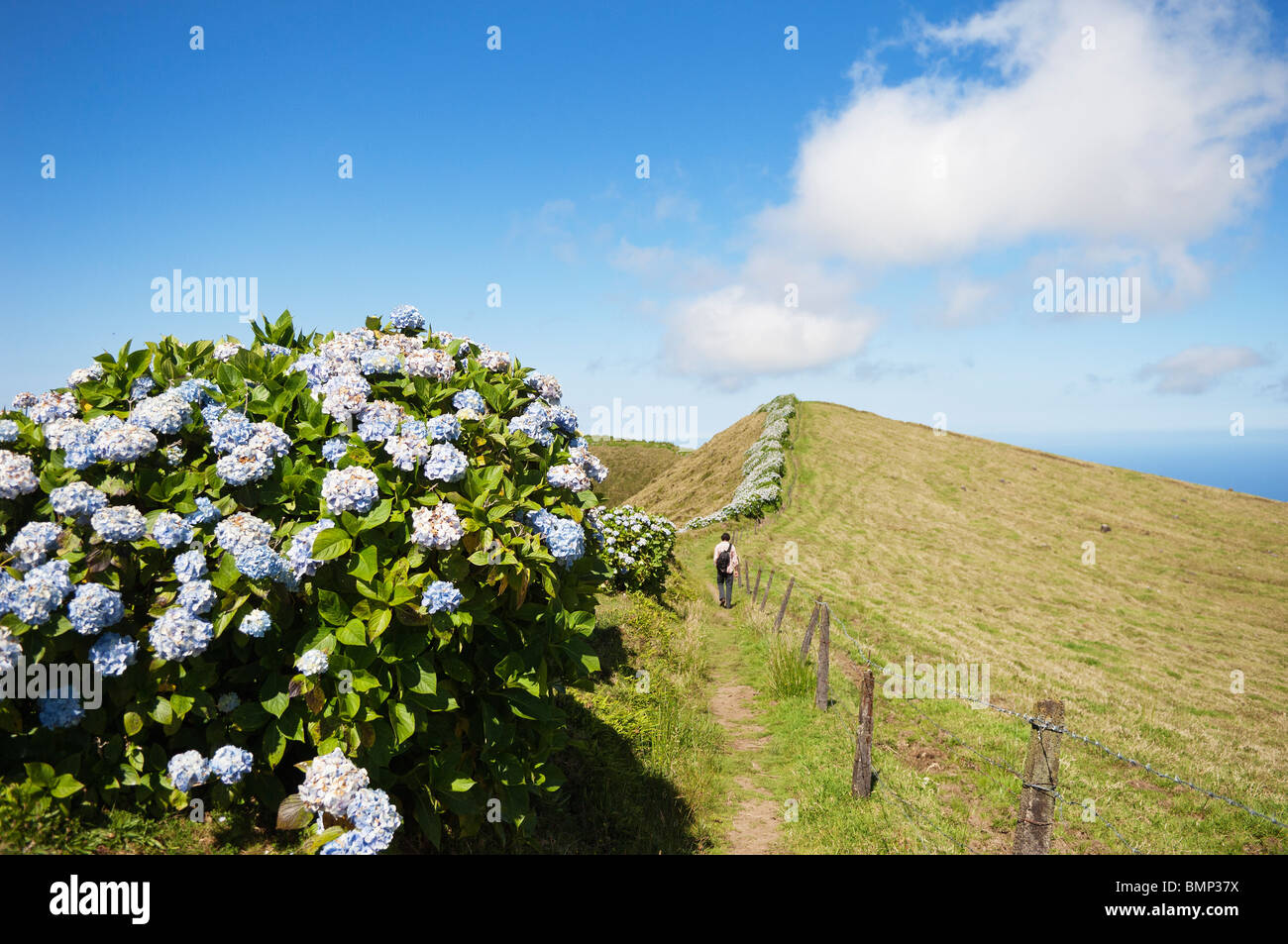 Hortensias near Caldeira extinct volcano in Faial island, Azores ...
