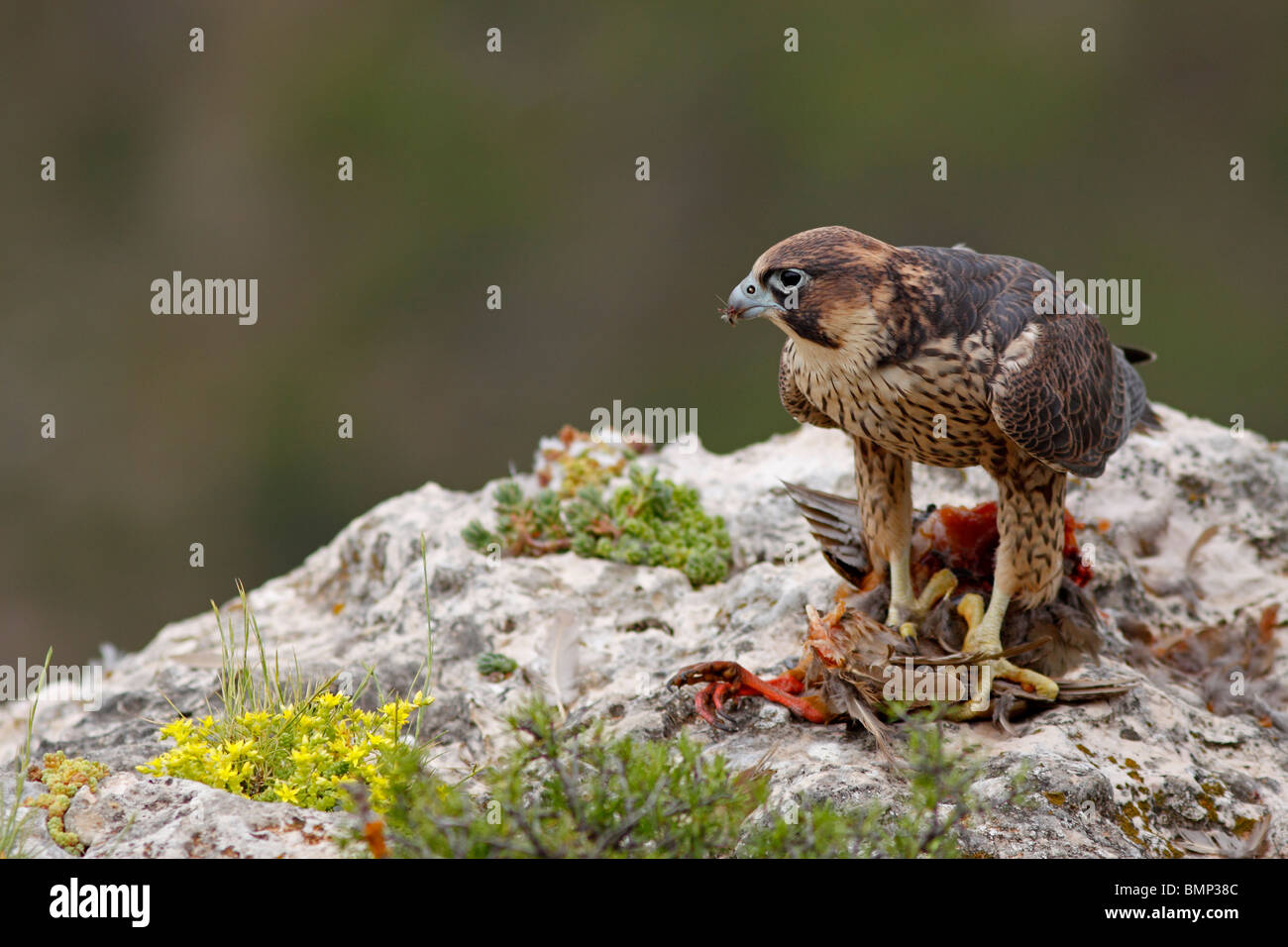 Young peregrine falcon feeding. Falco peregrinus brokei Stock Photo - Alamy