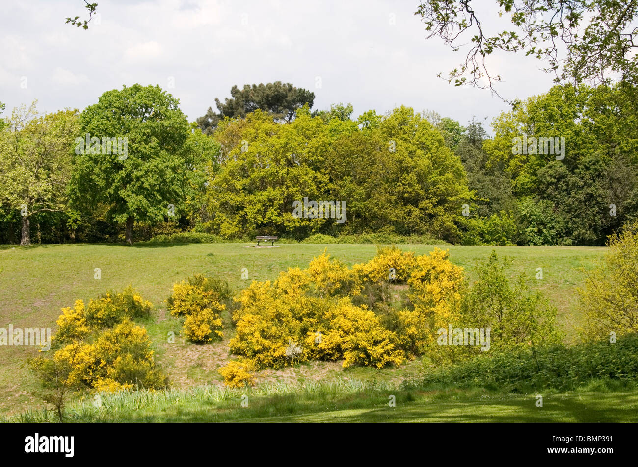 Bromley broom hi-res stock photography and images - Alamy