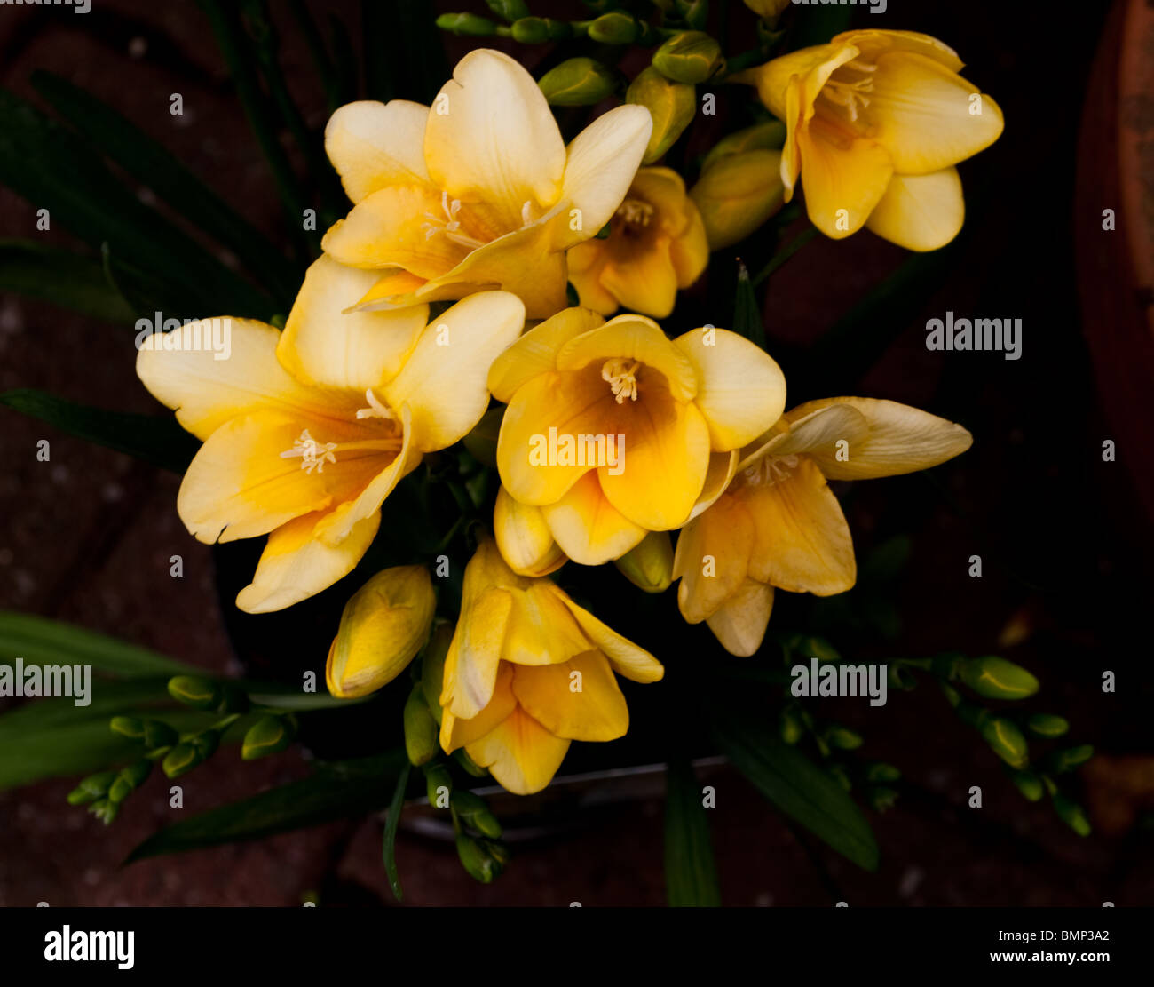 Yellow Freesia Bush