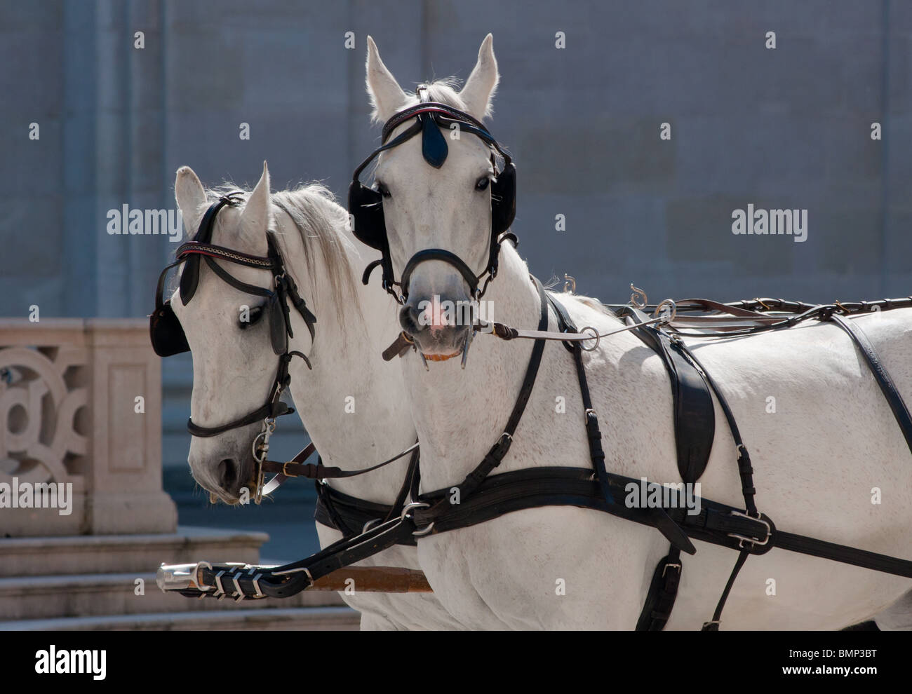 Two horse drawn carriages hi-res stock photography and images - Alamy