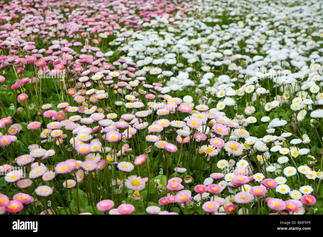 Field of Daisy Stock Photo - Alamy