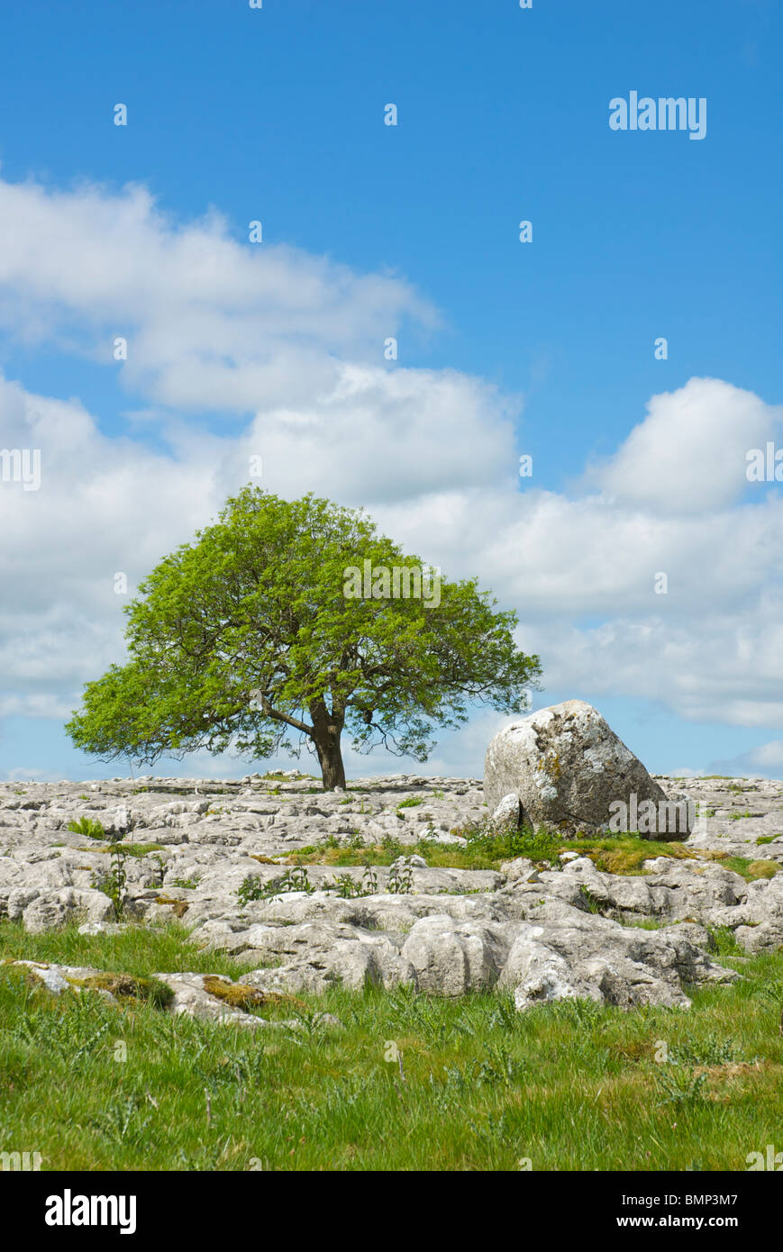Tree growing out of limestone pavement, above the village of Conistone ...