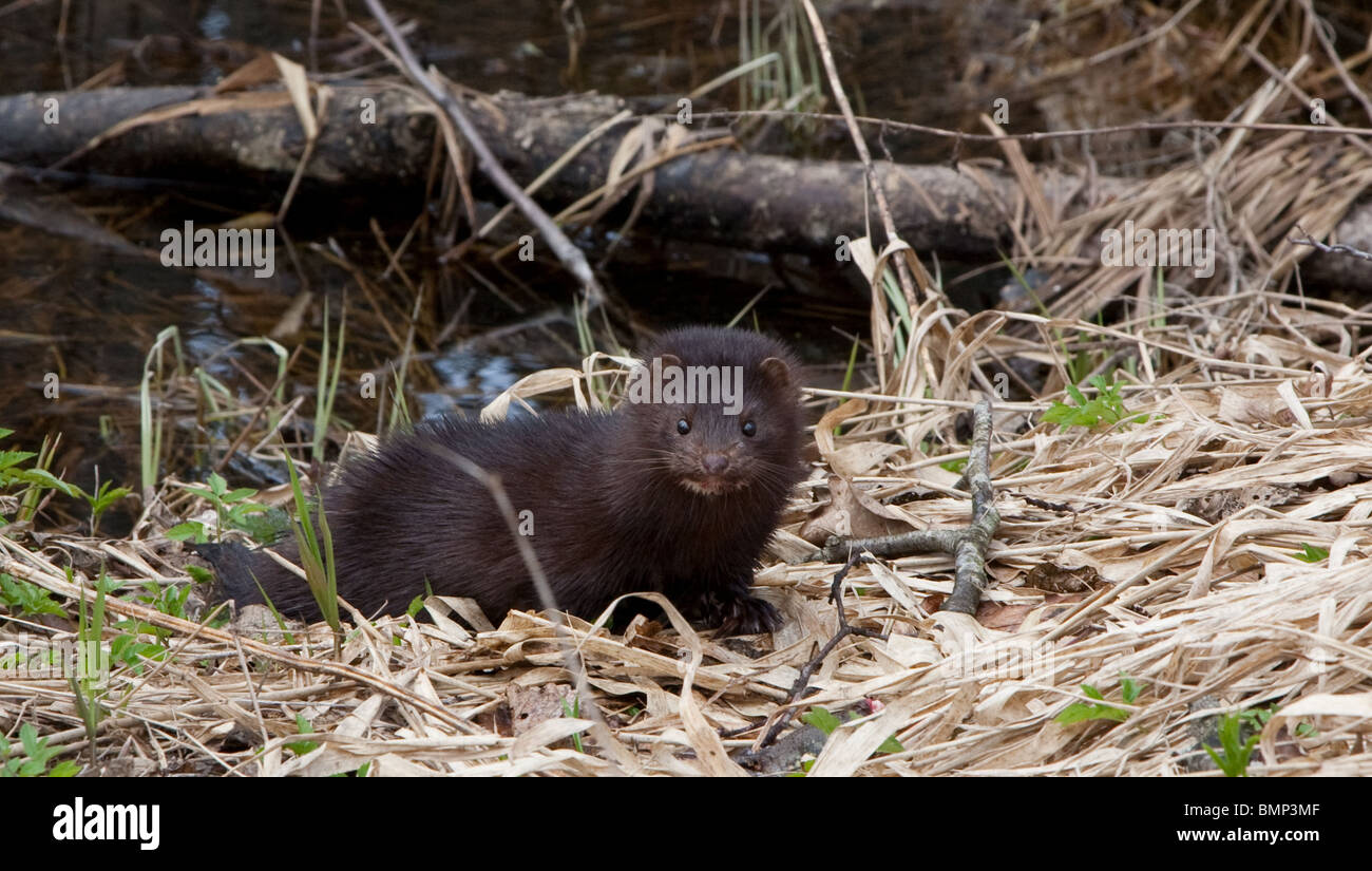 Mink animal hi-res stock photography and images - Alamy