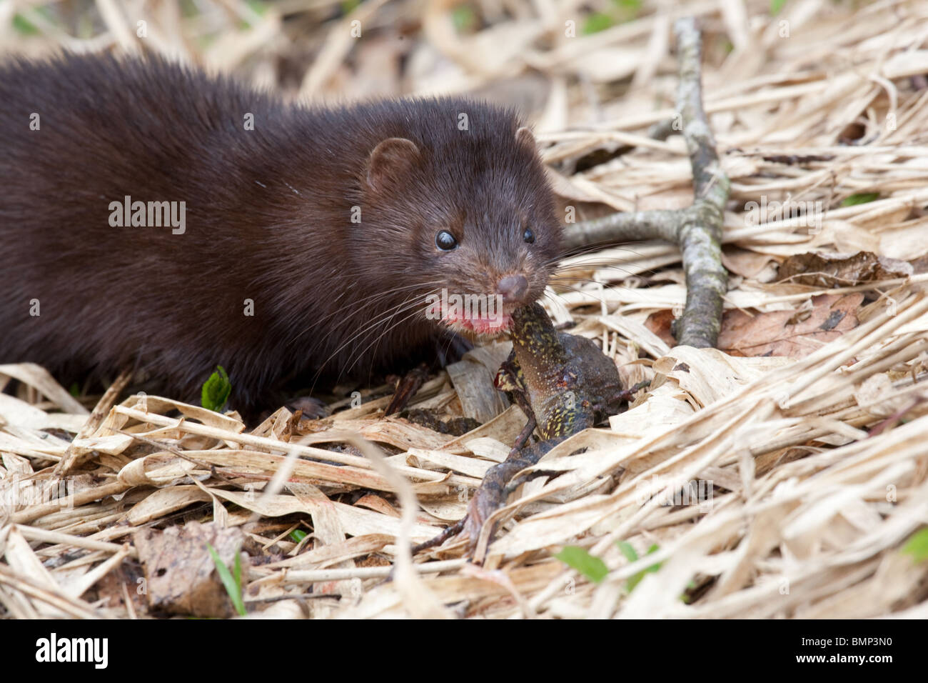 Mink animal hi-res stock photography and images - Alamy