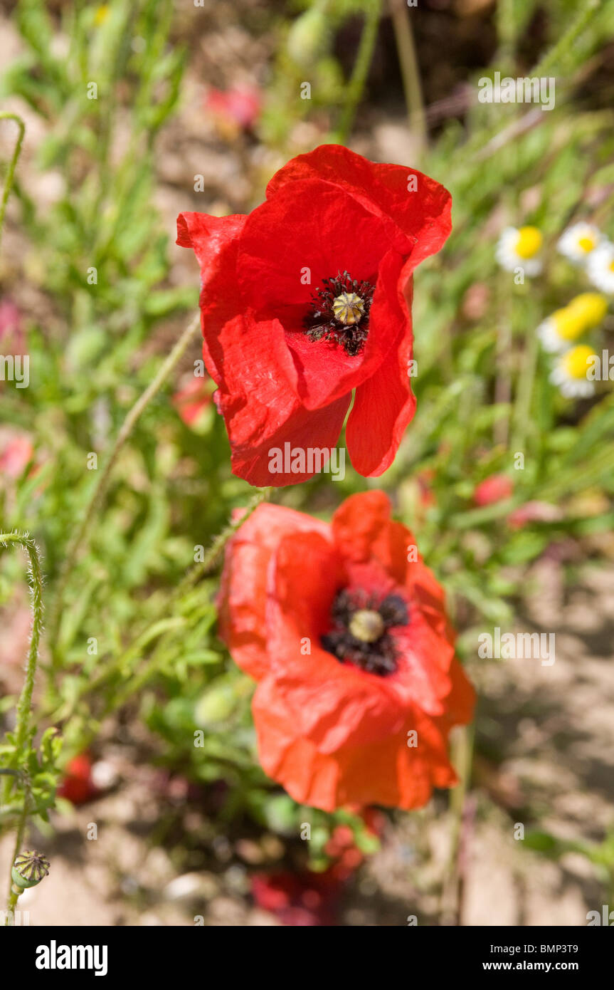 wild poppy flower in field with corn at road side kent england uk Stock ...