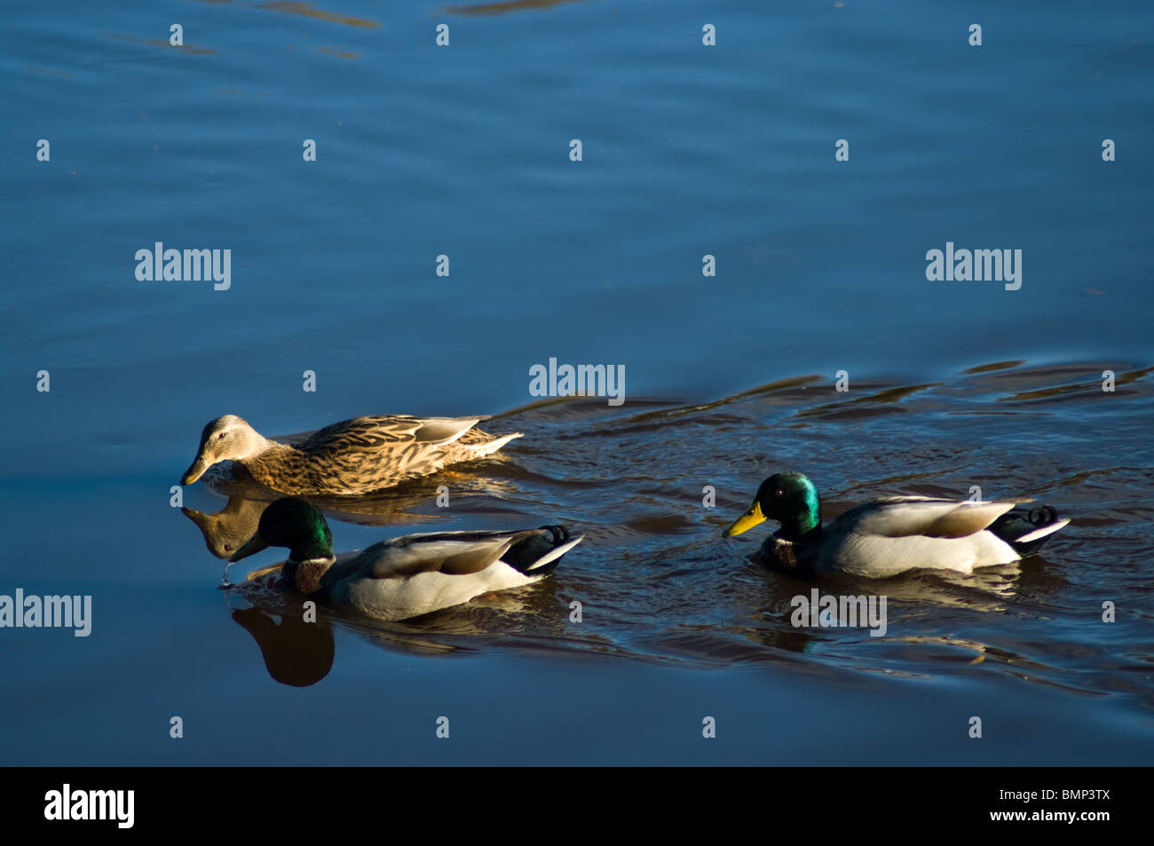 Two male and one female mallards hi-res stock photography and images ...