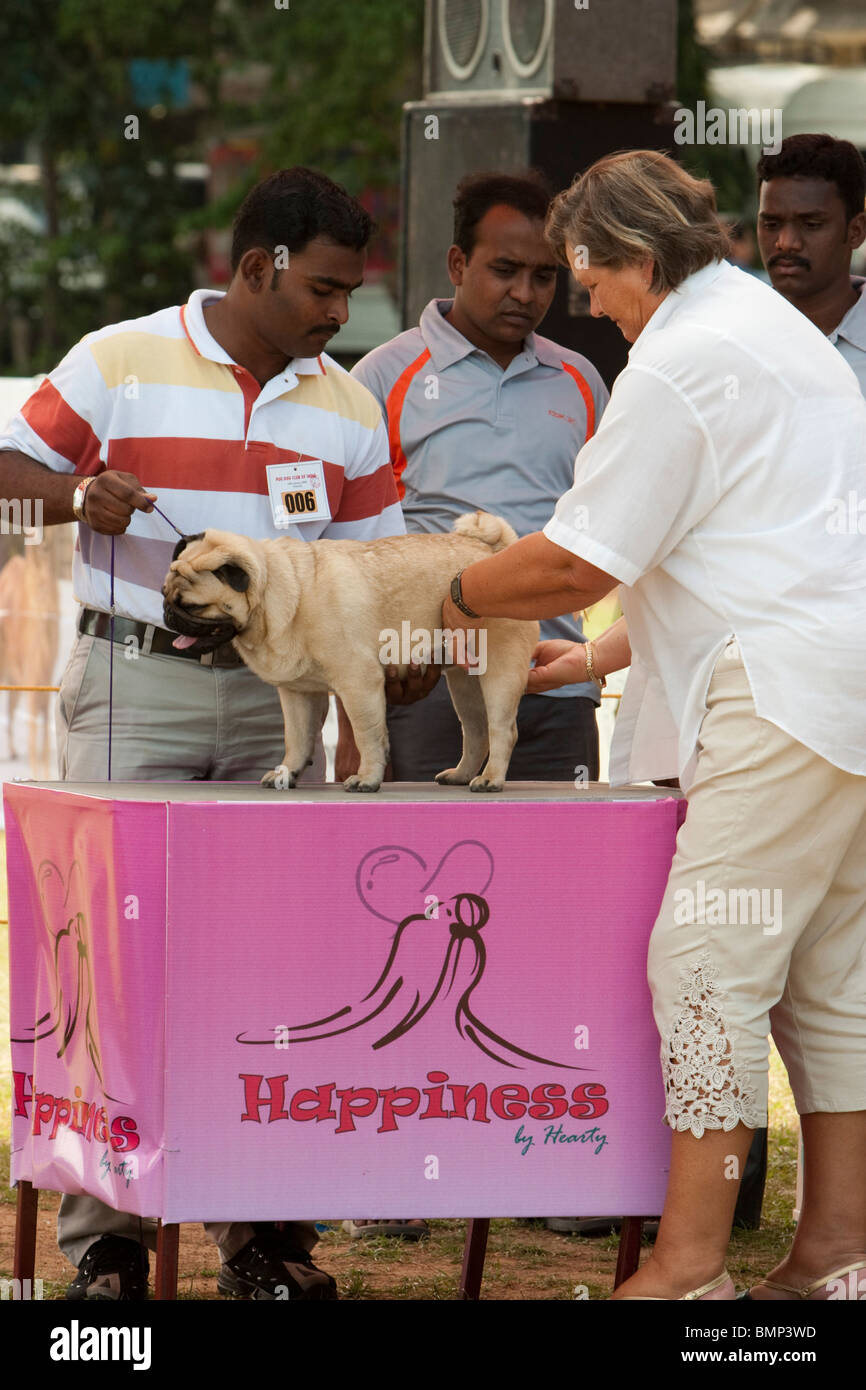 American Lo Sze Pugg