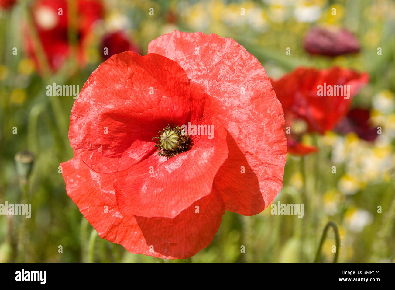 wild poppy flower in field with corn at road side kent england uk Stock ...