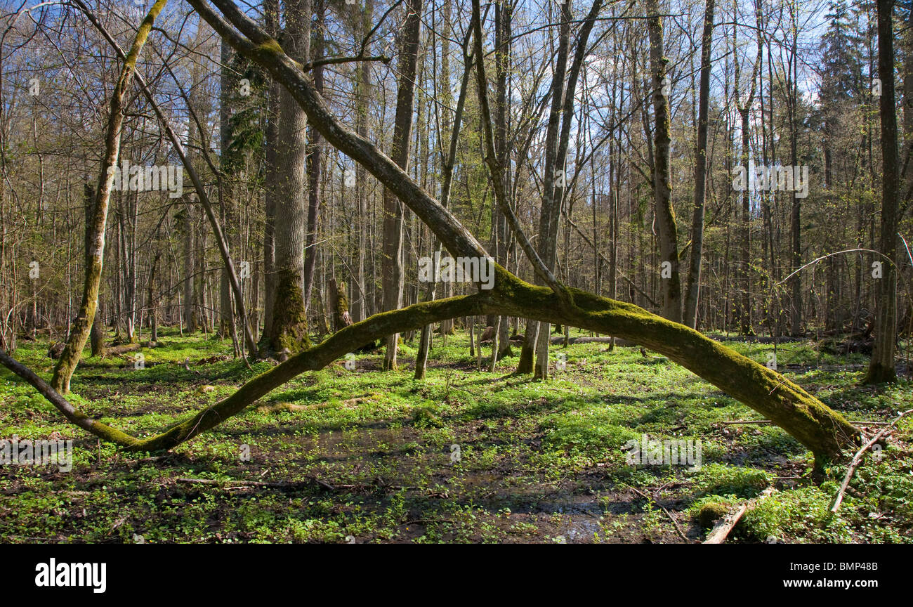 Arch shaped hornbeam tree moss wrapped against deciduous stand Stock ...