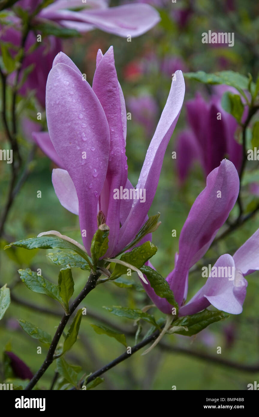 Magnolia susan hi-res stock photography and images - Alamy