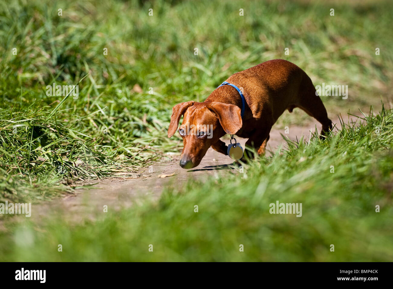 Dog sniffing trail hi-res stock photography and images - Alamy