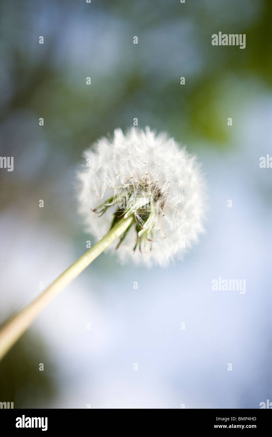 A dandelion clock seed head Stock Photo - Alamy