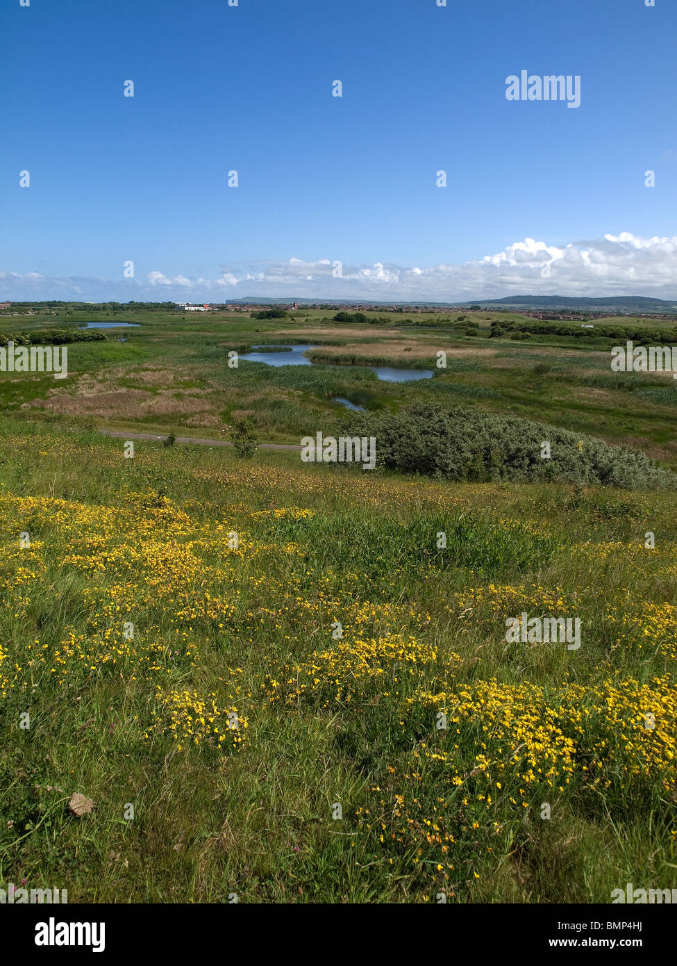 Wetland managed by Tees Valley Wildlife Trust at Coatham Marsh Nature ...