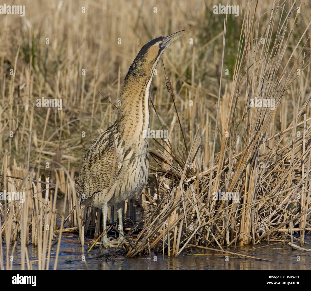 Bittern In Reeds Stock Photos & Bittern In Reeds Stock Images - Alamy