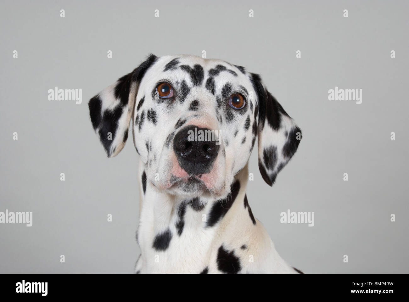Dalmatian dog brown spots hi-res stock photography and images - Alamy