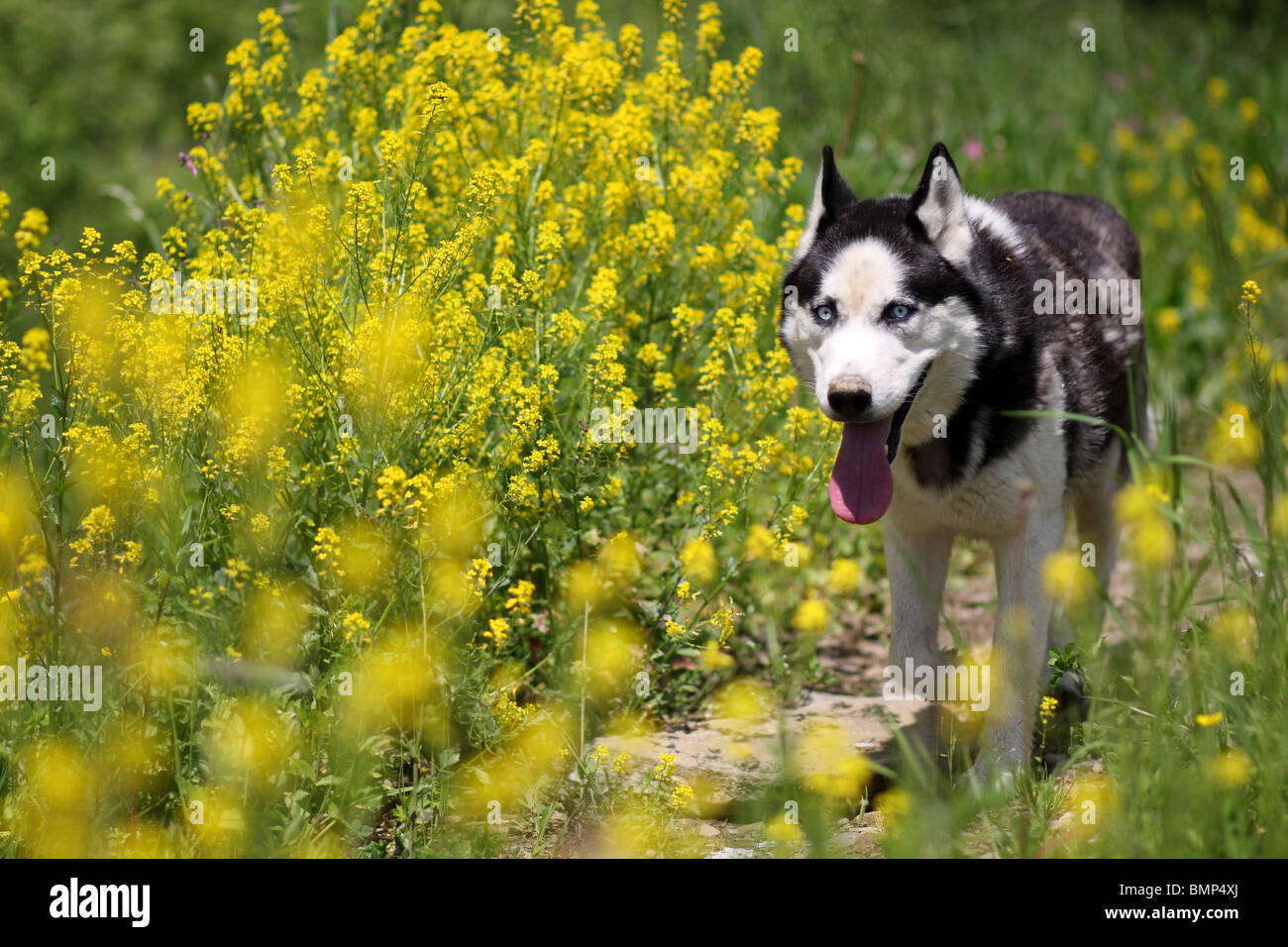 Husky and flowers hi-res stock photography and images - Alamy