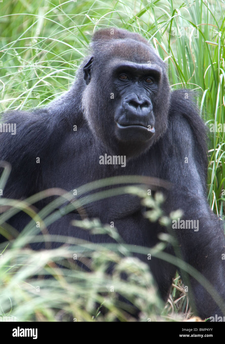 A portrait of a Western Lowland Gorilla Stock Photo - Alamy