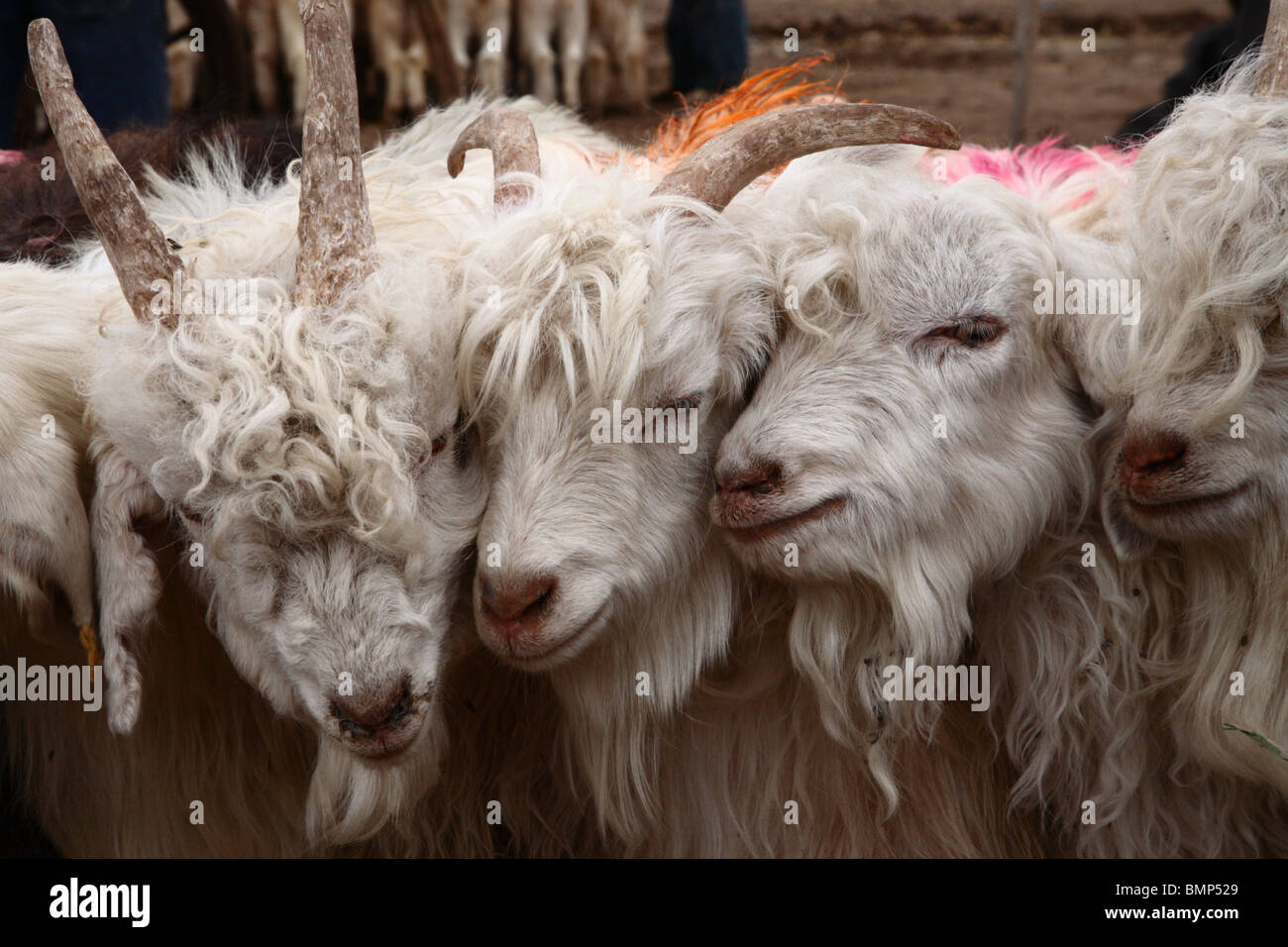 Young goats being prepared and groomed for sale in the Kashgar farmers ...