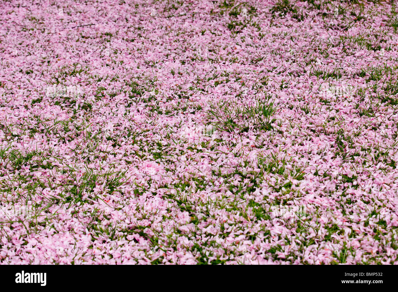 Cherry blossom petals on ground hi-res stock photography and images - Alamy