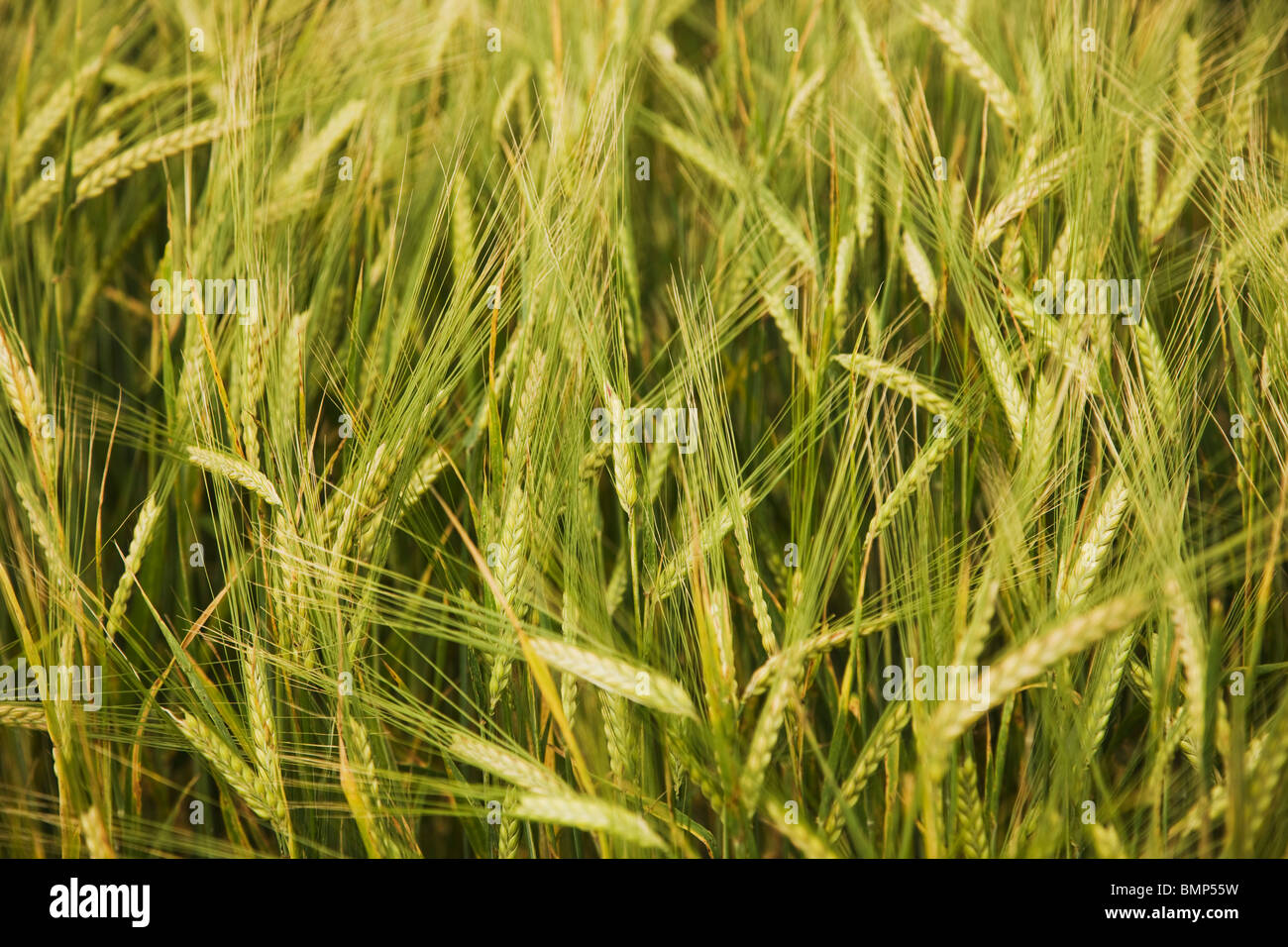 Alberta, Canada; Wheat In A Field Stock Photo - Alamy