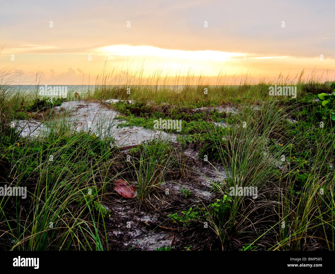 Florida beach sand dunes hi-res stock photography and images - Alamy
