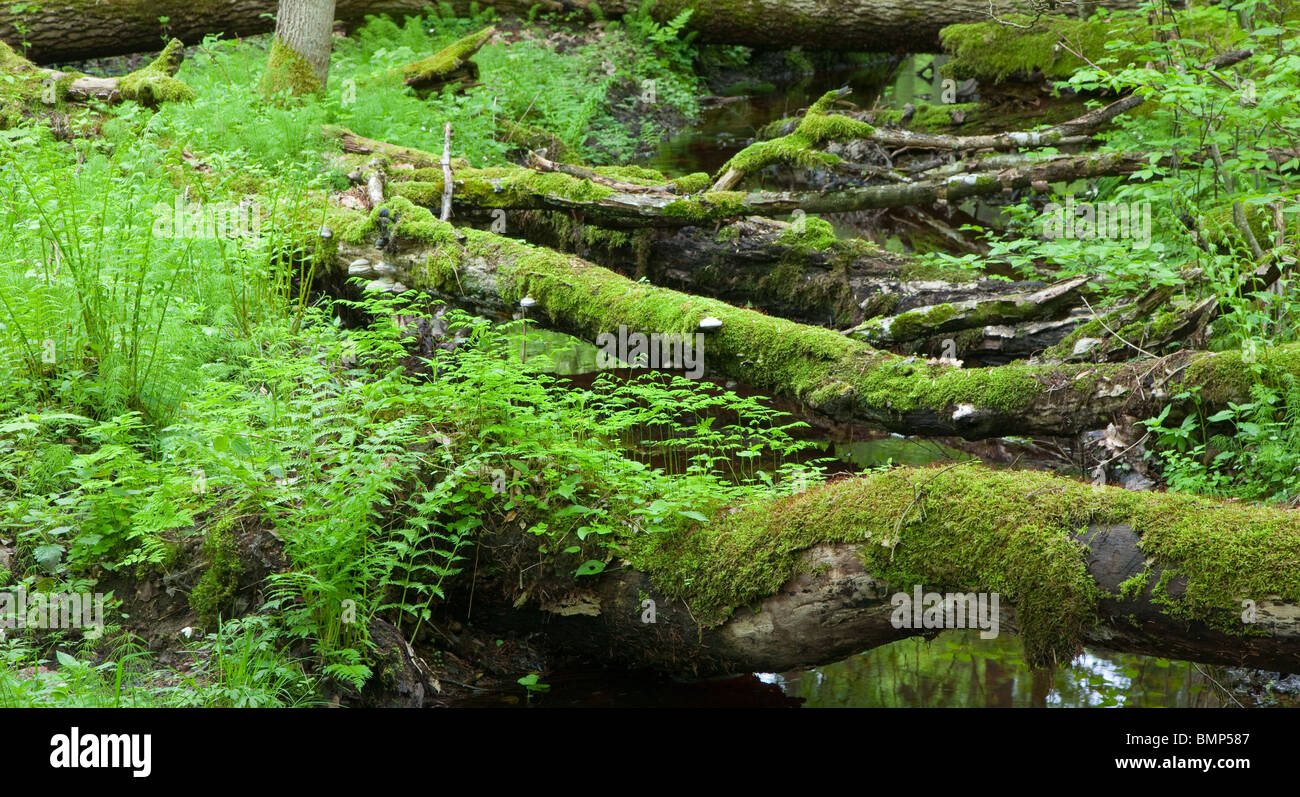 Dead tree over river hi-res stock photography and images - Alamy