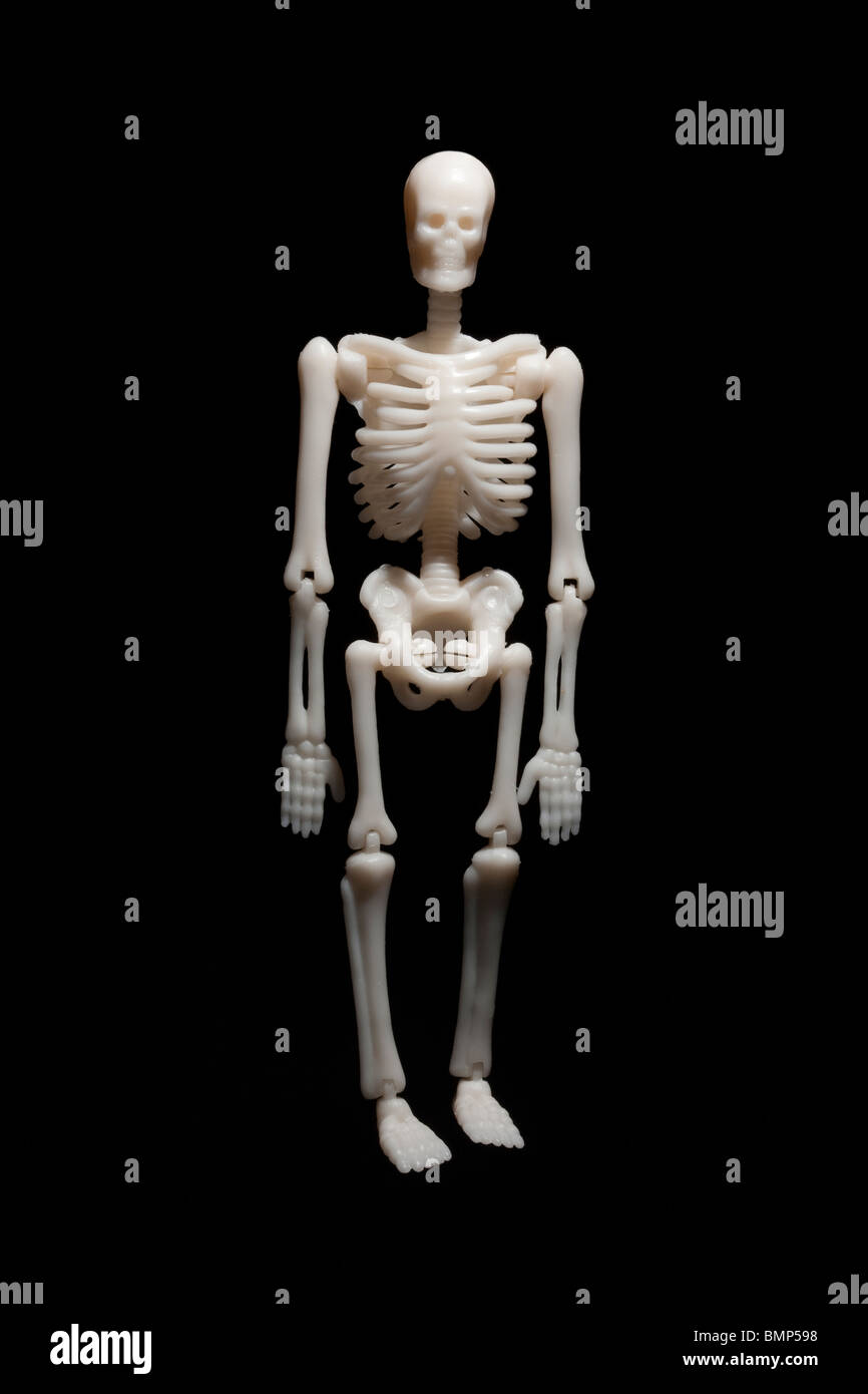 Human skeleton toy hi-res stock photography and images - Alamy