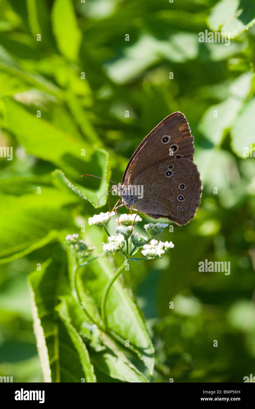 Butterfly ii hi-res stock photography and images - Alamy